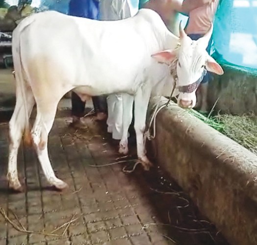 Significance of the sacred bull - Zoroastrians.net